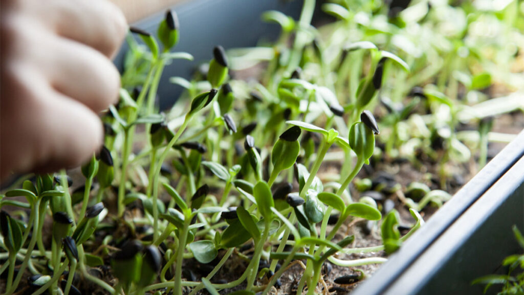 Growing Microgreens at Home: Tiny Greens with Big Health Benefits ...