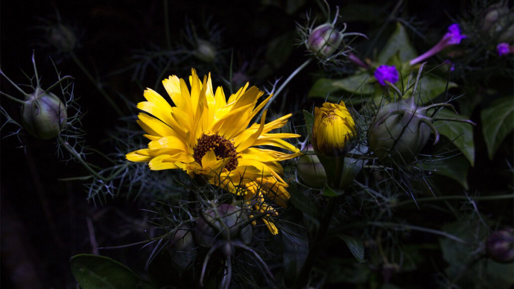The Allure of a Moon Garden: Blooms That Glow at Night - Home Gardening ...